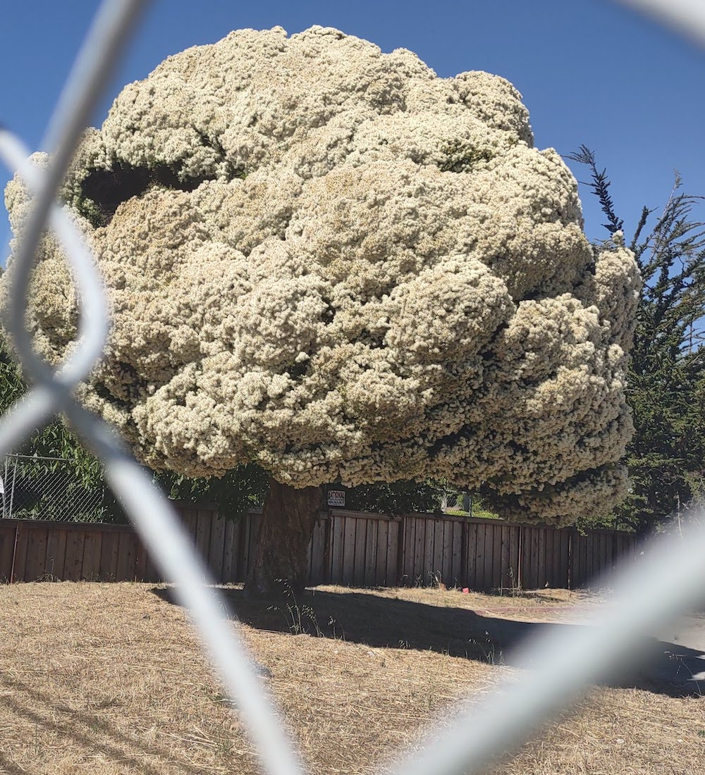 Cauliflower Trees – Culminating Triad